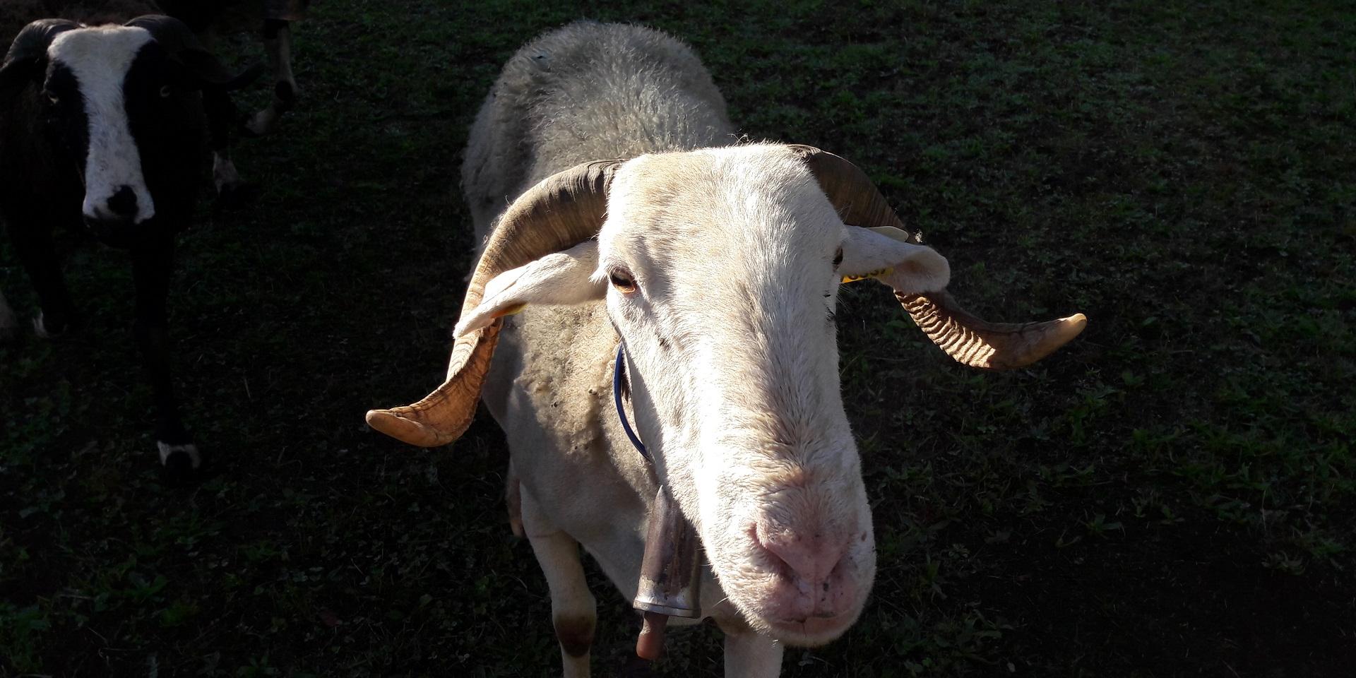 Pyrenean Wool | Lourdes Tourist Office