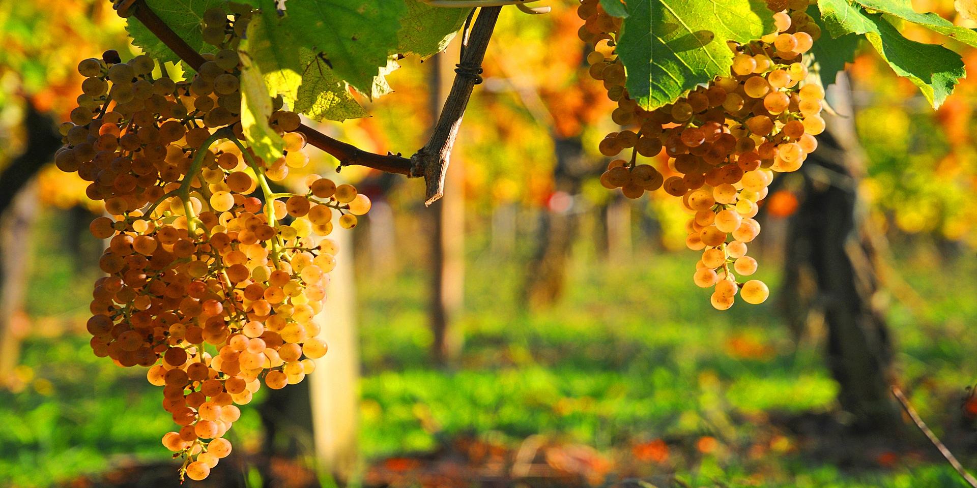 Le Jurançon : de l’or en bouteilles | Office de Tourisme de Lourdes